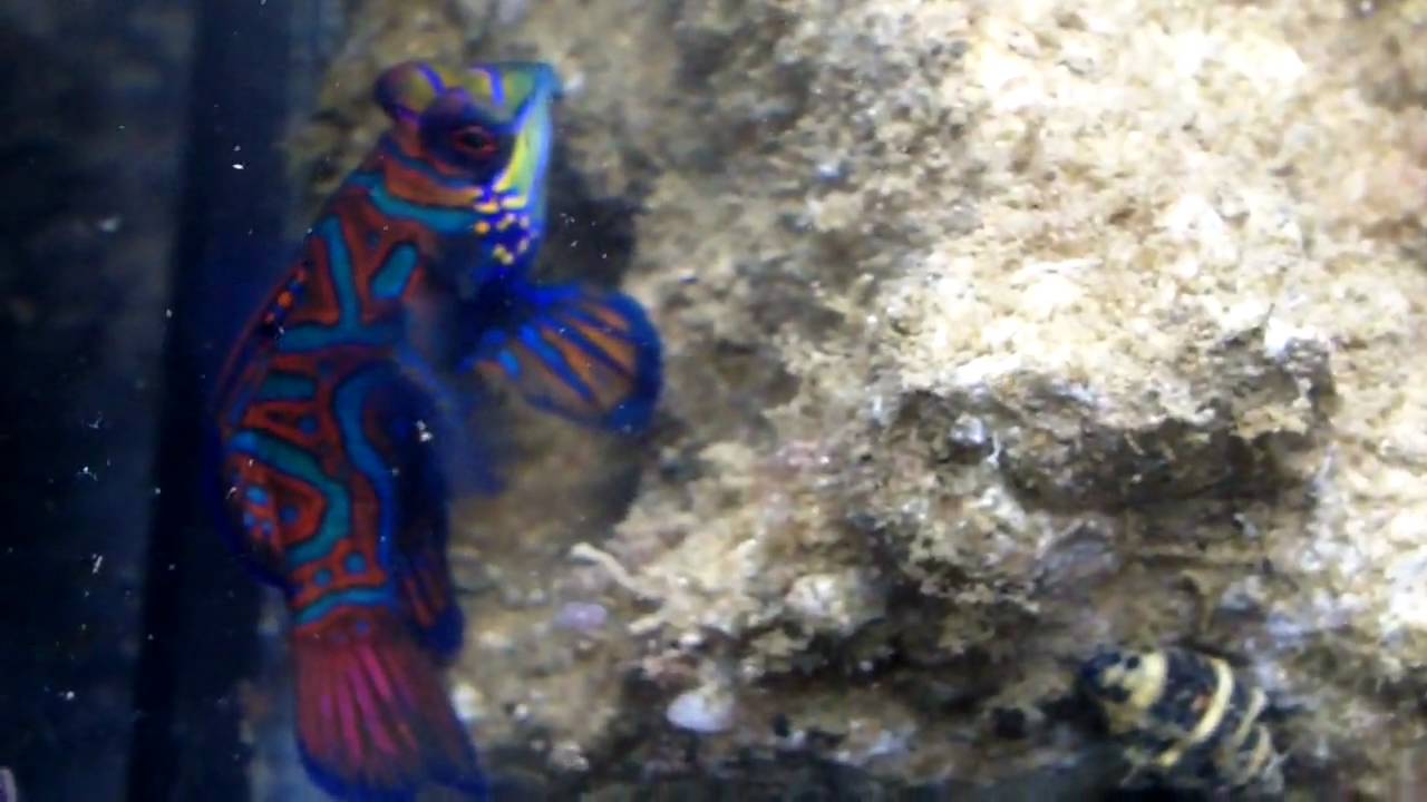 Pterosynchiropus splendidus - Mandarinfish Leierfisch - YouTube
