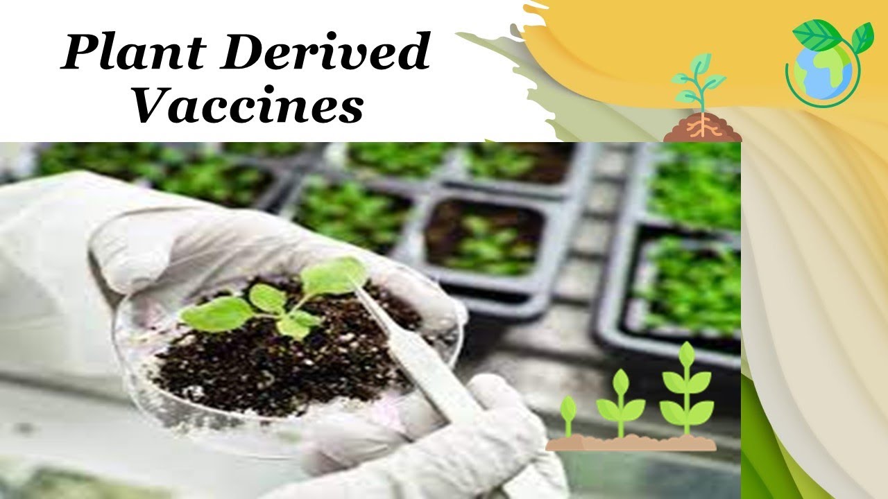Plant Derived Vaccines Explained in 12 Minutes - YouTube