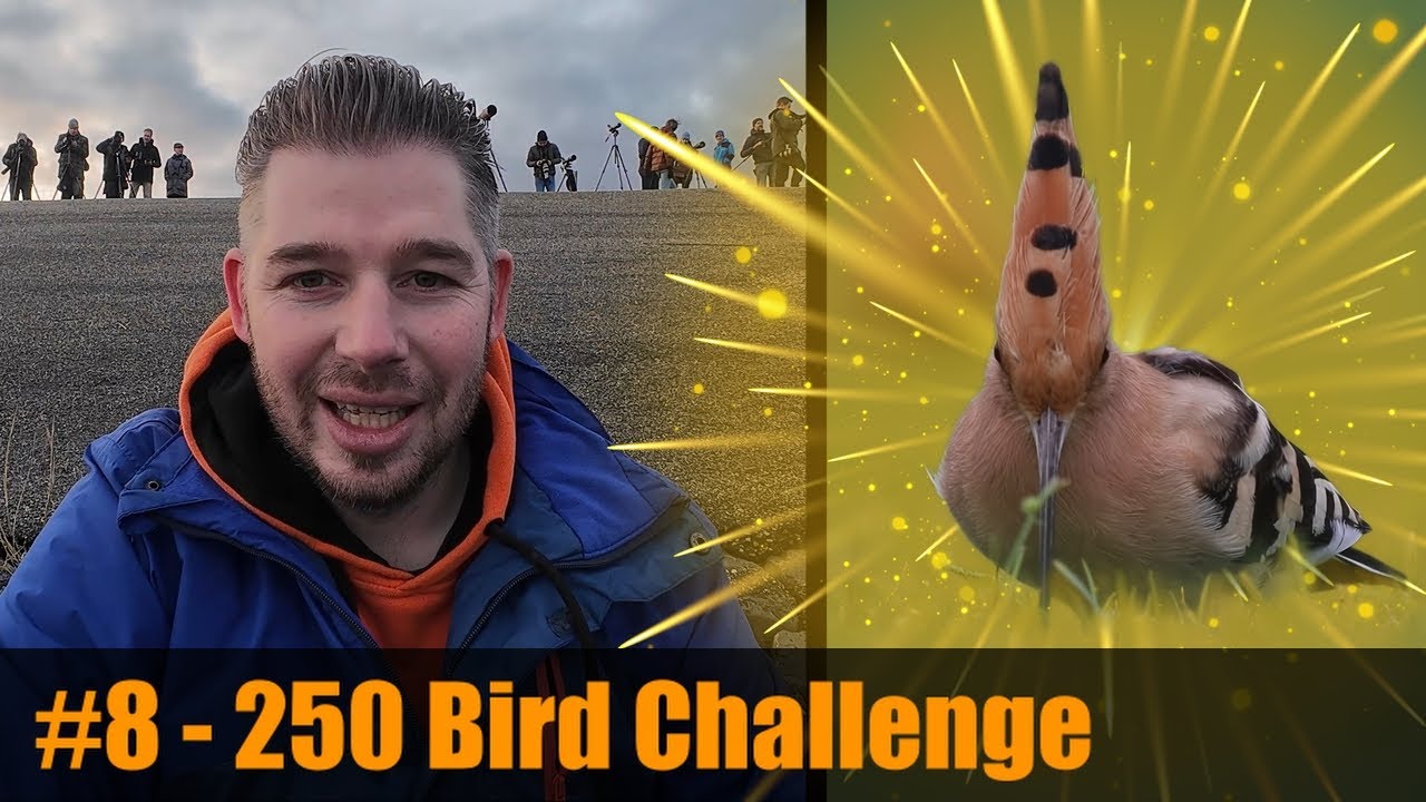 The one about my SPARK BIRD: how I got into birding. - YouTube