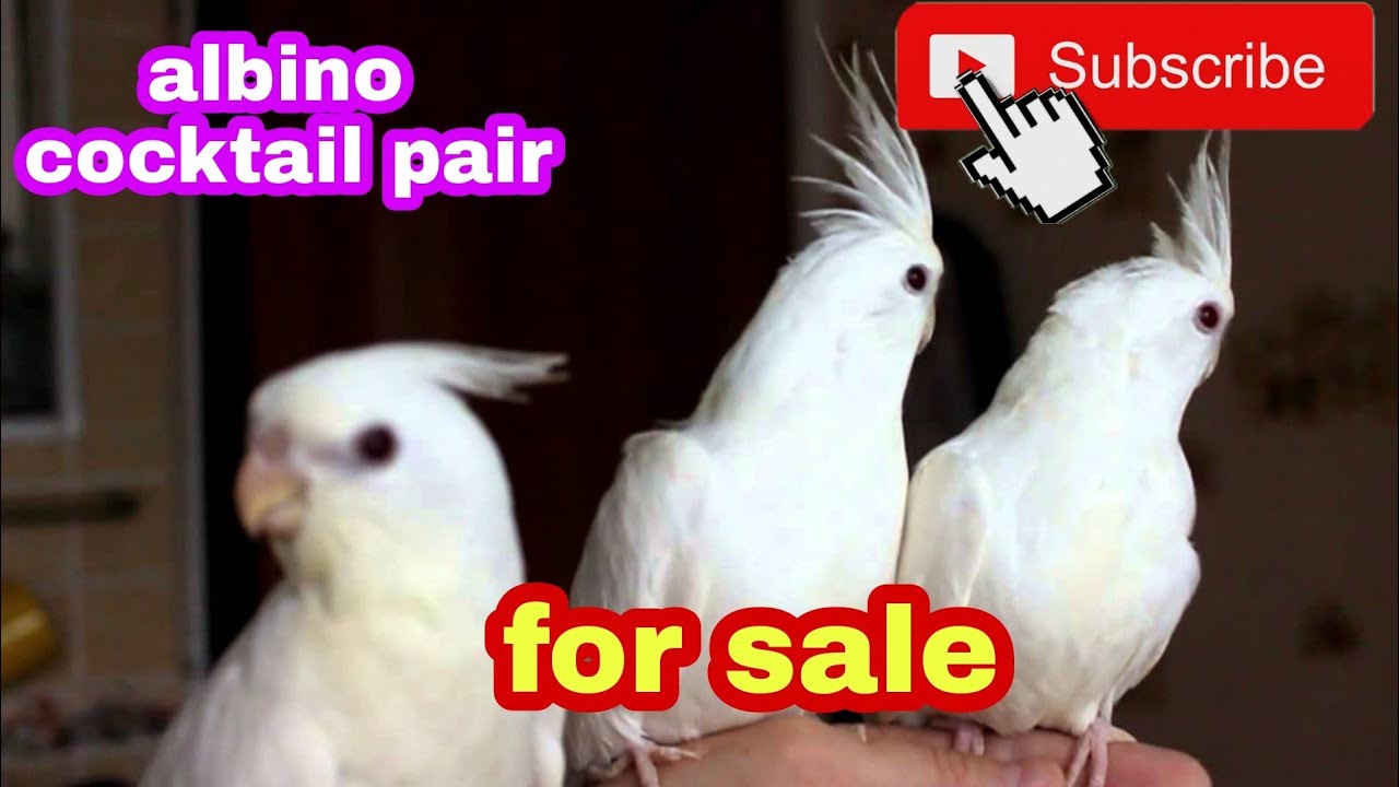 ||albino cocktail parrot breathing //for sale in Hyderabad #subscribe # ...