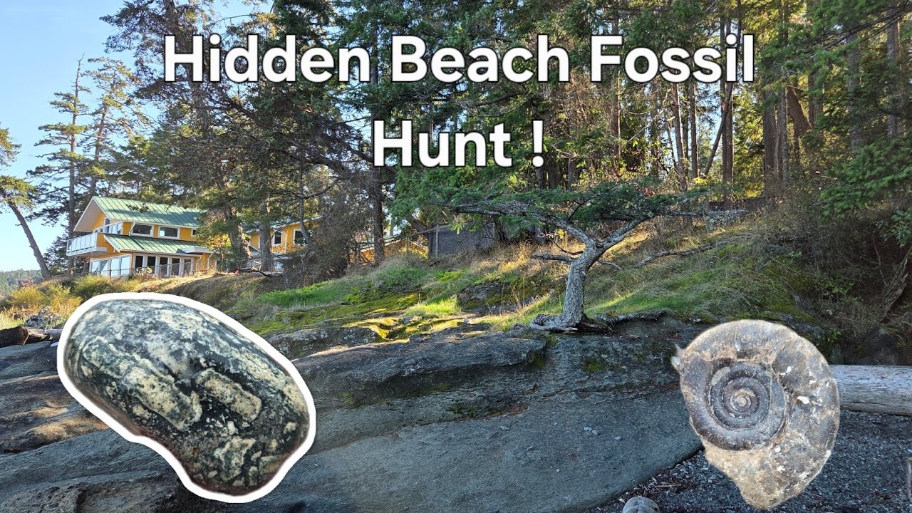Hidden Beach Fossil Hunt!! - YouTube