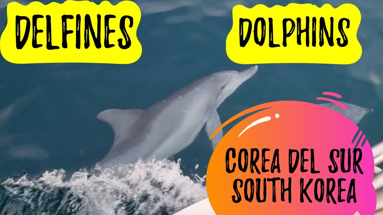 Dolphins in South Korea, Jeju Island | Delfines en Corea del Sur, Isla ...
