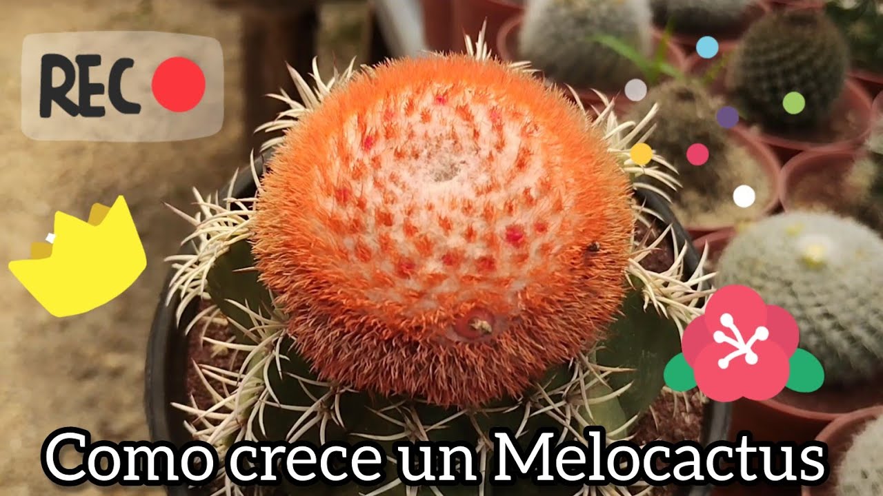 Crecimiento de un cactus del género Melocactus. 🌵🙂🐢 - YouTube