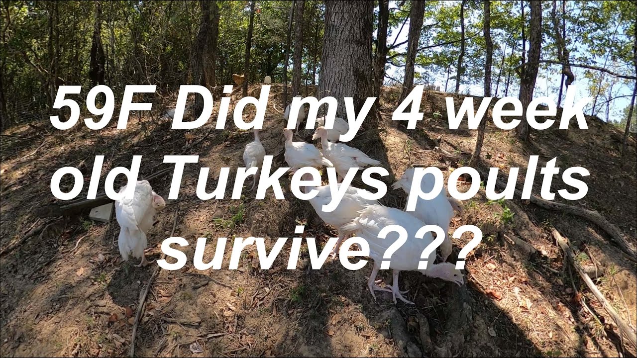 59F Did my 4 week old Turkeys poults survive??? - YouTube