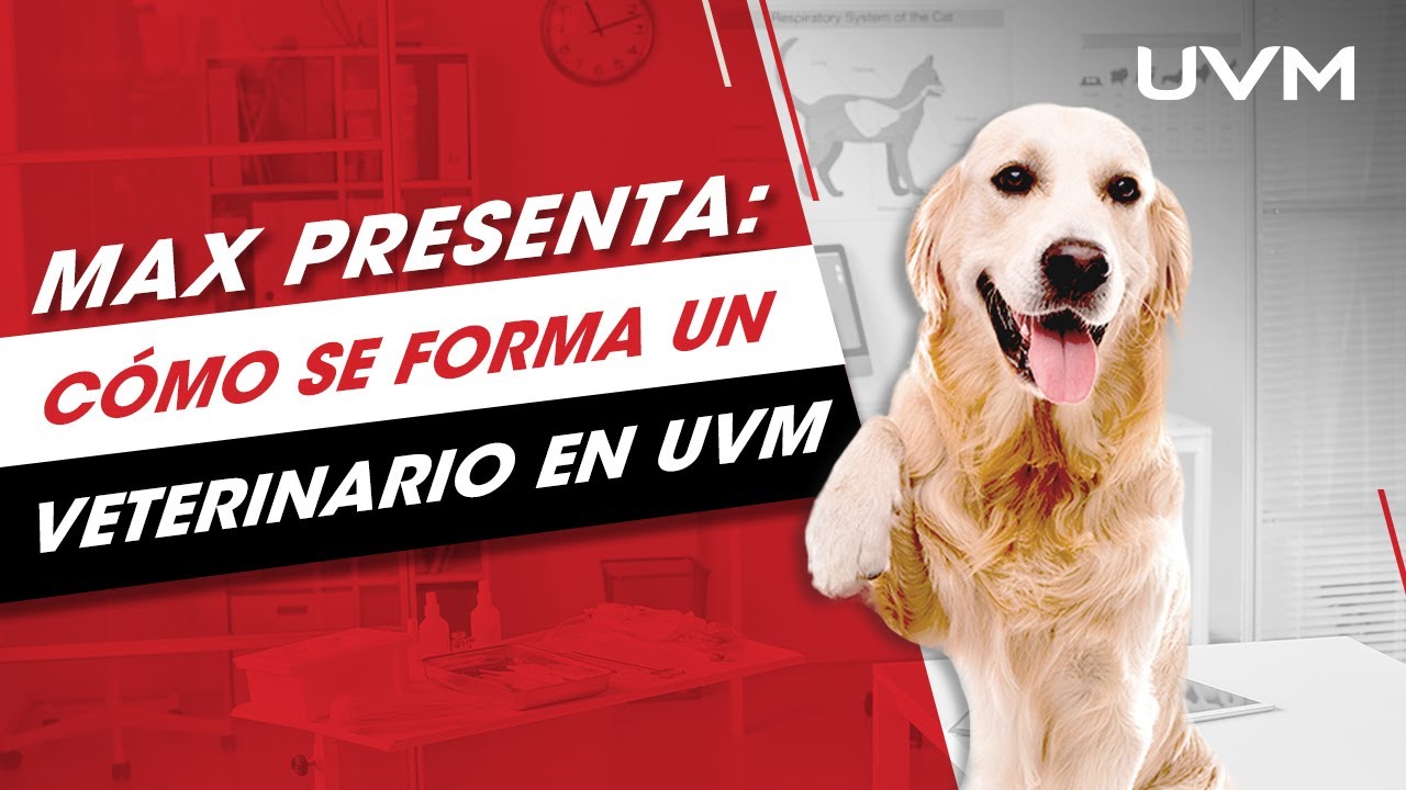 Descubre con Max cómo se crea un nuevo Veterinario en UVM - YouTube
