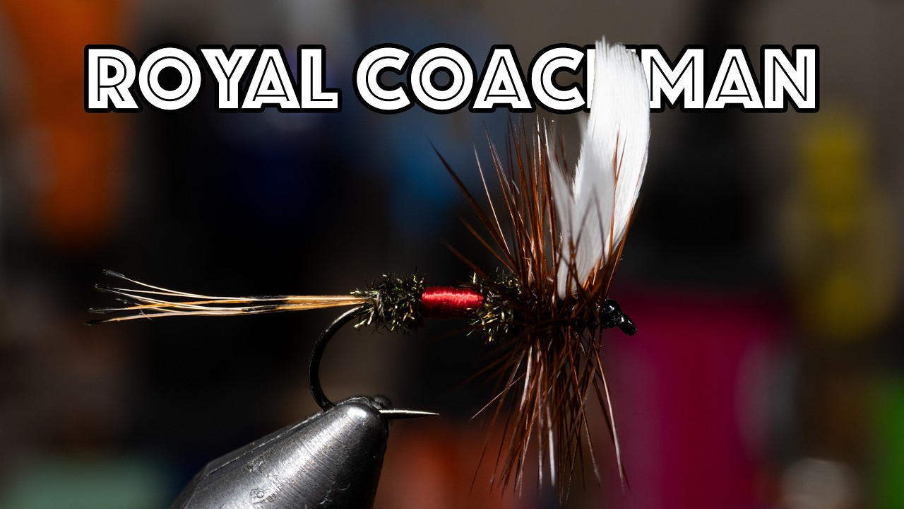 Royal Coachman Dry Fly - YouTube