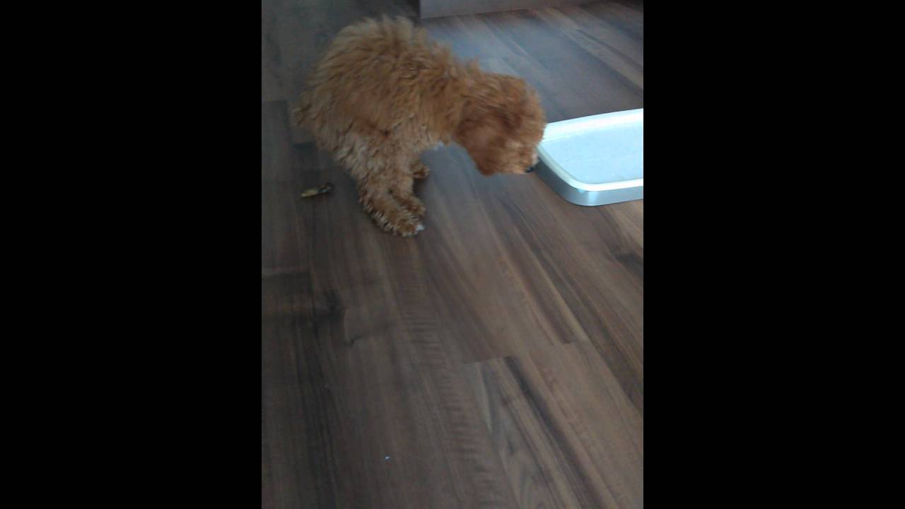 Perro cagando - YouTube