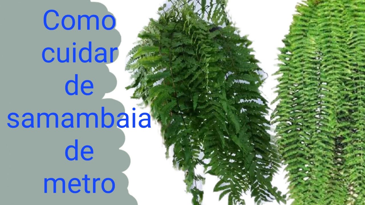Como cuidar de samambaia de metro - YouTube