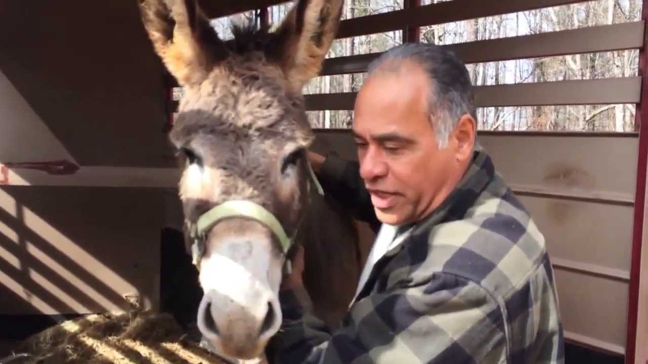 A man and a lost donkey - YouTube