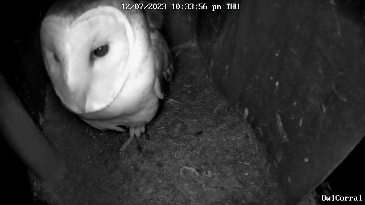 #BeauTheBarnOwl Is Back at the House After Altercation. Owl Box C - 12 ... #BeauTheBarnOwl Is Back at the House After Altercation. Owl Box C - 12 ...