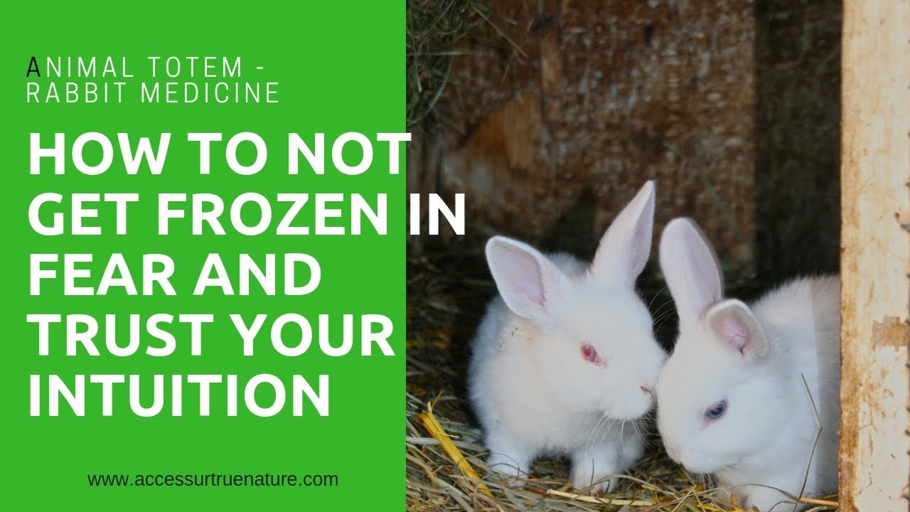 If you are frozen in fear (medicine from Rabbit) - YouTube