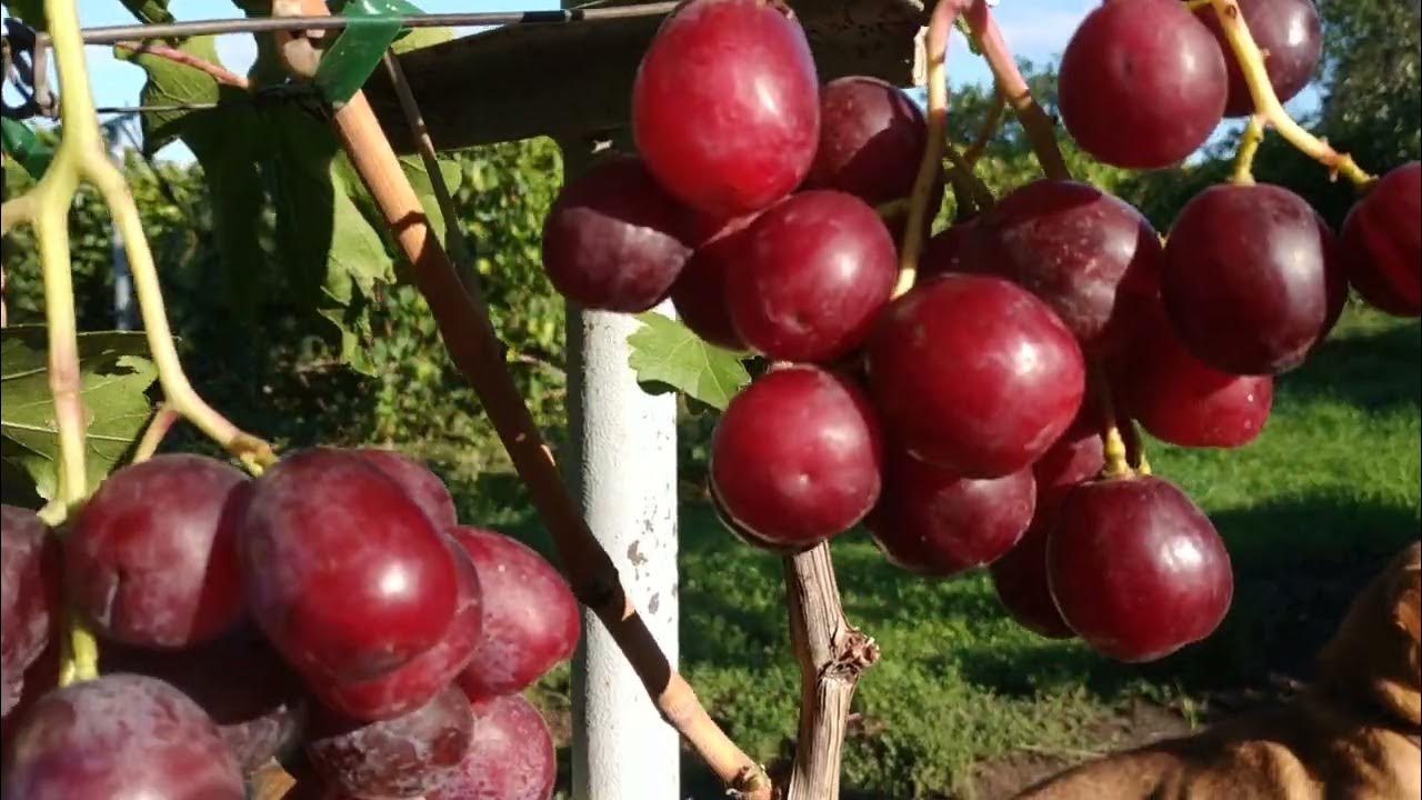 Виноград зоряні ворота🍇🤠 - YouTube