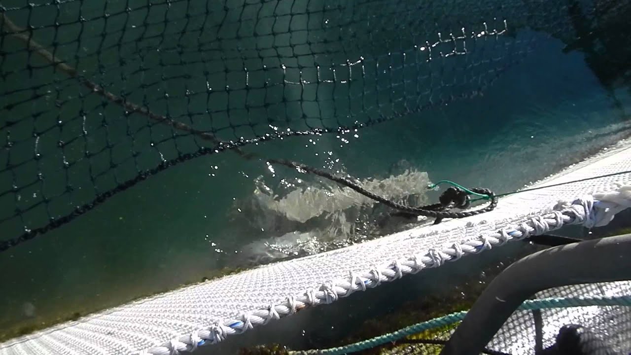 Cleaning salmon nets - YouTube