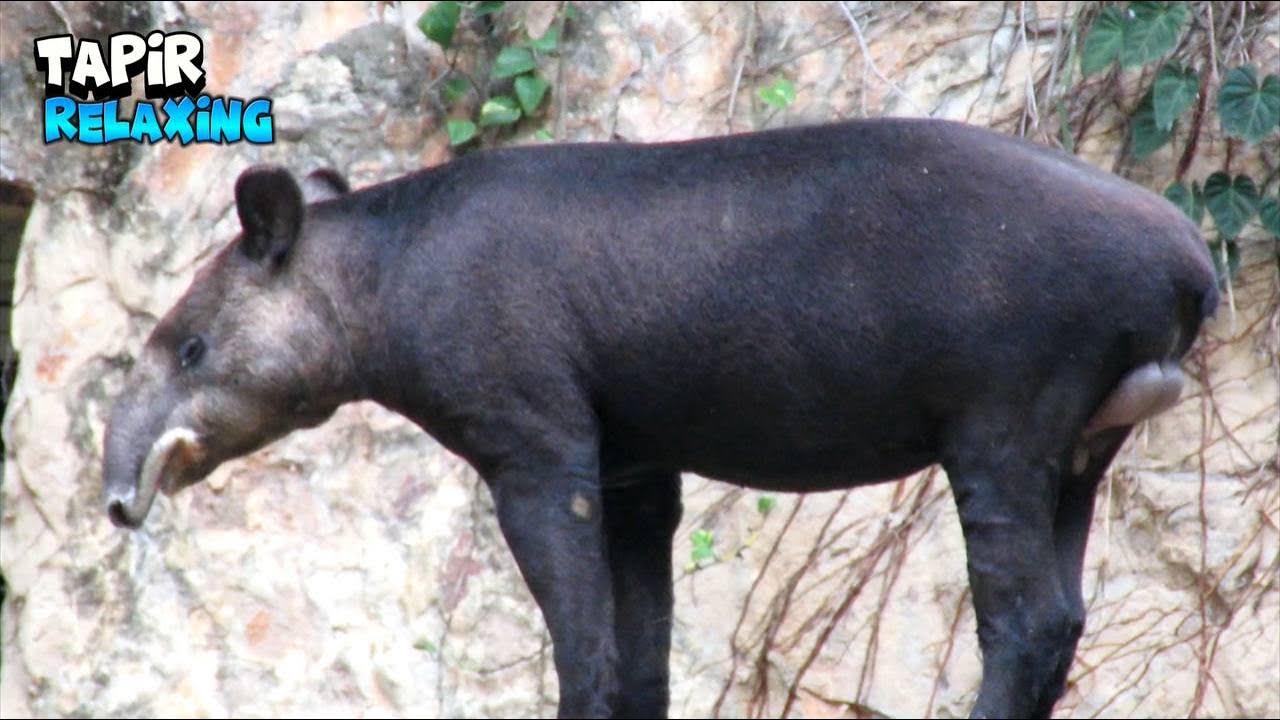 Marvelous Tapir - YouTube