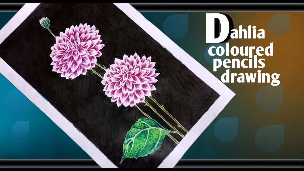 Dahlia flower drawing with coloured pencils - YouTube