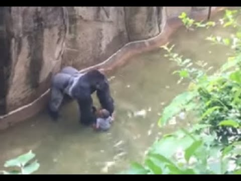 HD Footage of Harambe getting shot - YouTube