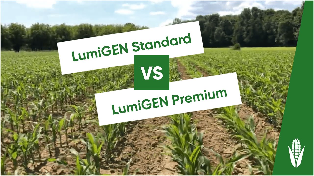 LumiGEN Standard vs LumiGEN Premium - YouTube