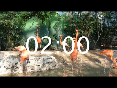 2 Minute Timer - Flamingos Classroom Timer - YouTube