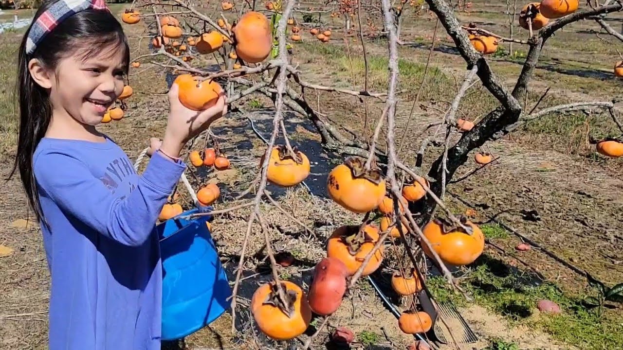 Persimmon picking year 2 ( Sweet Georgia Fuyu) - YouTube