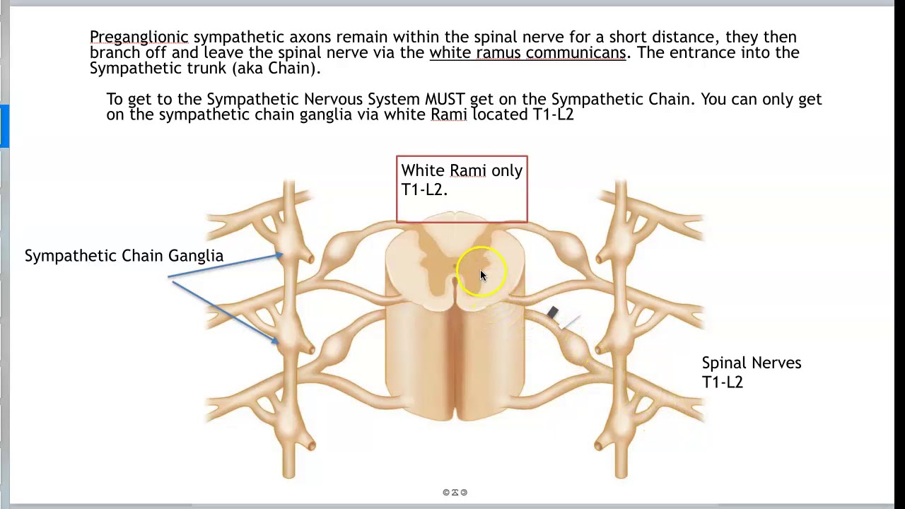 Sympathetic Chain T1 L2