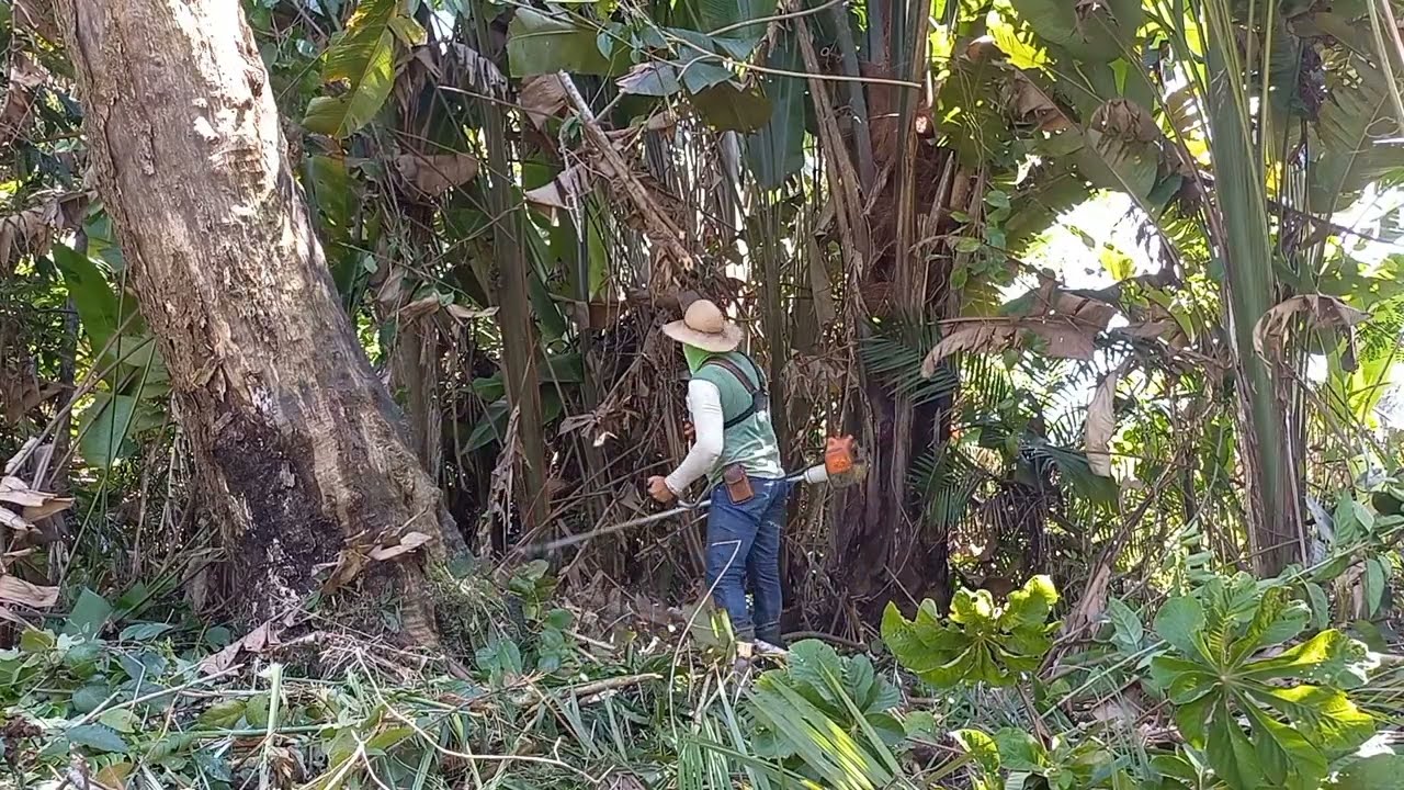 Roçadeira Stihl FS 220 ao extremo, roçando juquira. - YouTube