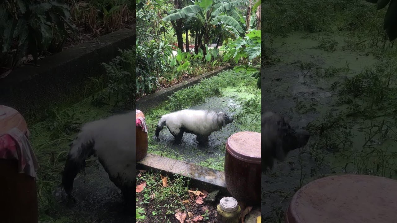 White Haired Dog Makes a Muddy Mess || ViralHog - YouTube
