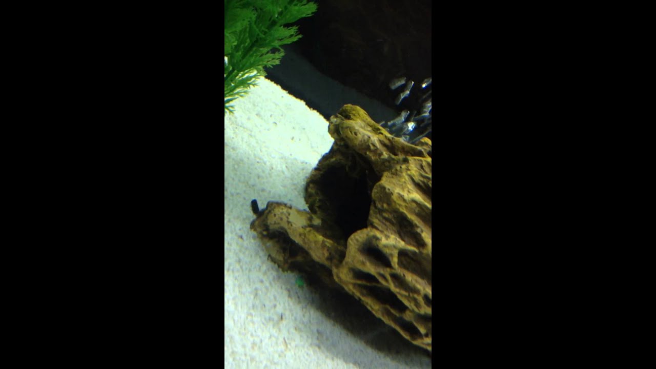 Tiger barb eggs/60 G setup - YouTube