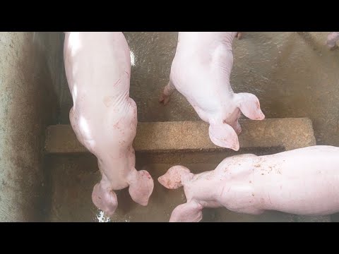 Viral Pig Eat Pig 68 days old/Pig raising activities at home as a ...