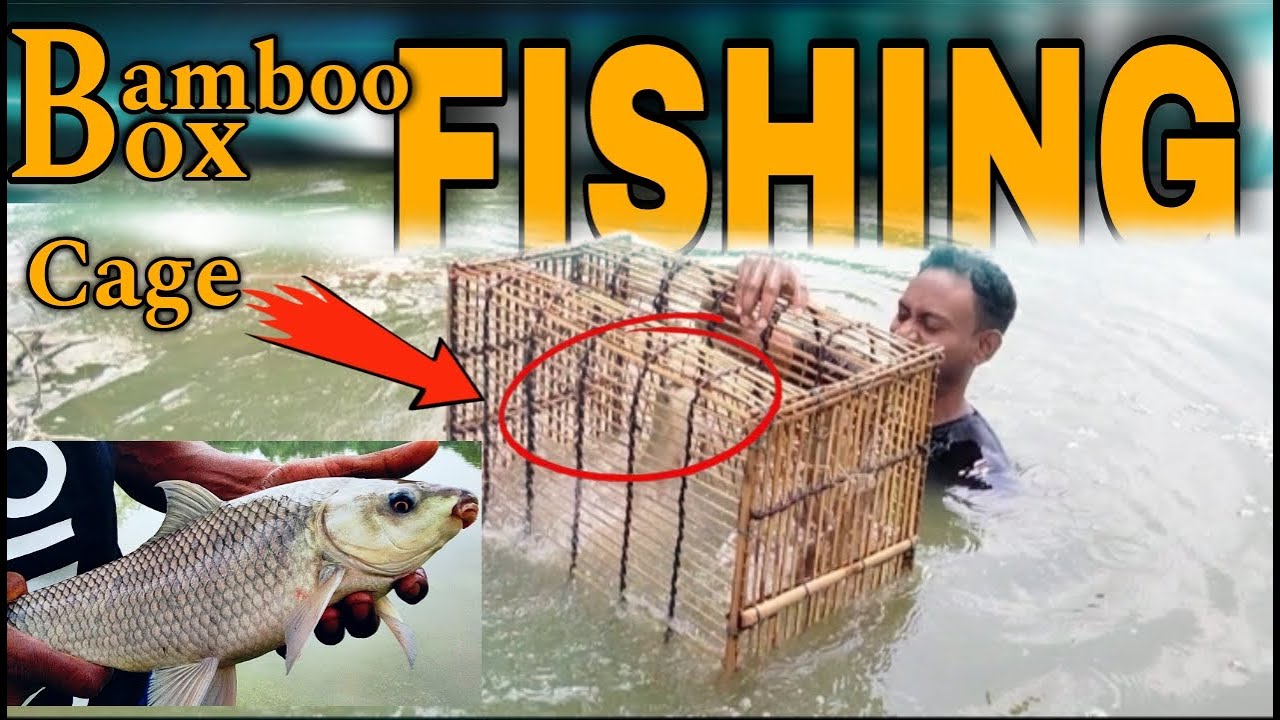 Village fishing in bamboo box cage | Bamboo box cage fishing | New ...