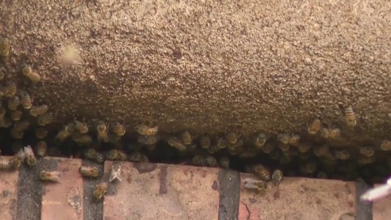 Family in Fear as Deadly Bees Swarm Their Home - YouTube