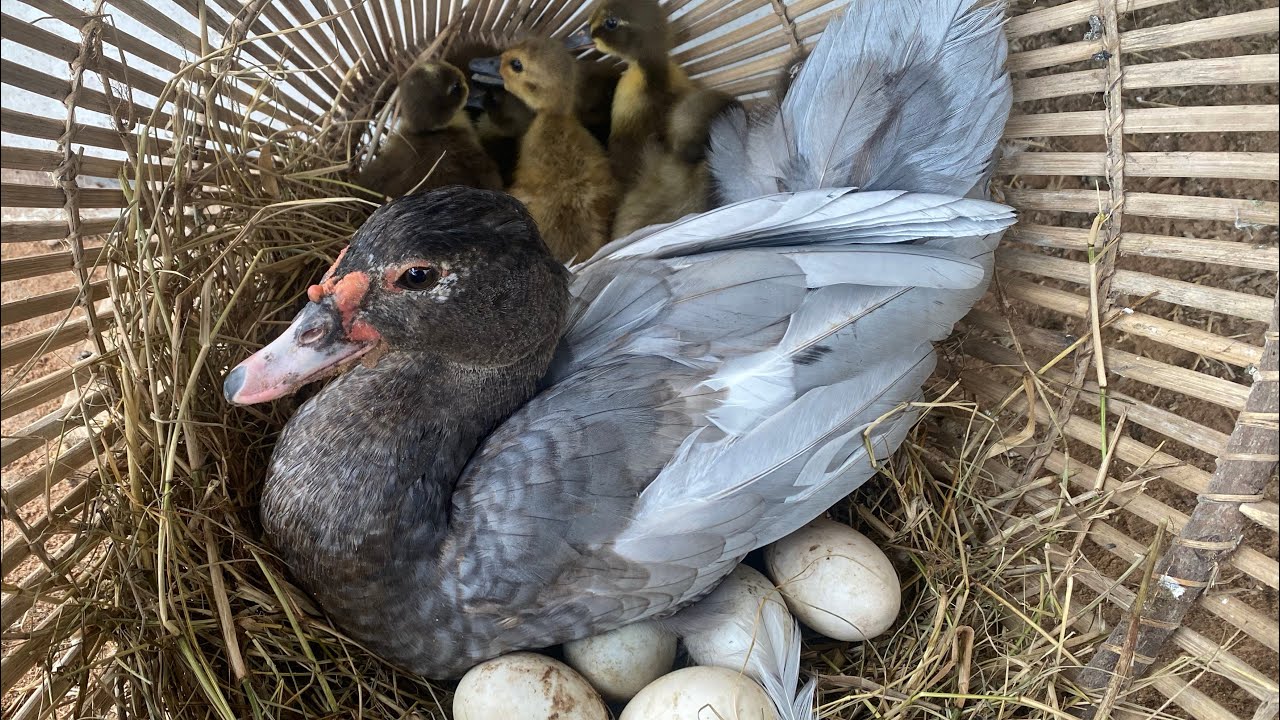 Amazing New Baby Duck Born From Eggs _ 40Duckling Hatching Eggs With ...