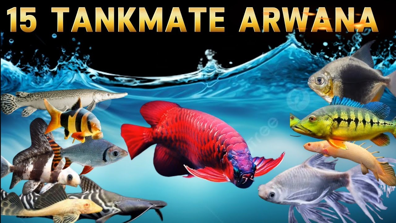 INILAH 15 JENIS IKAN TANKMATE UNTUK IKAN ARWANA - YouTube