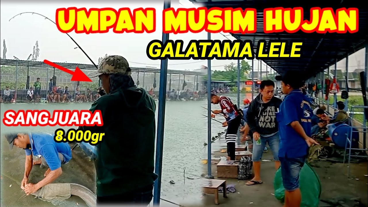UMPAN ALAMI MUSIM HUJAN || CACING LUR JADI JUARA - YouTube