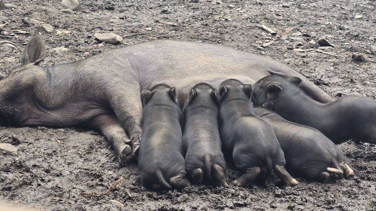 Raising pigs in deep forests, forest pig farm model, caring for sows ...