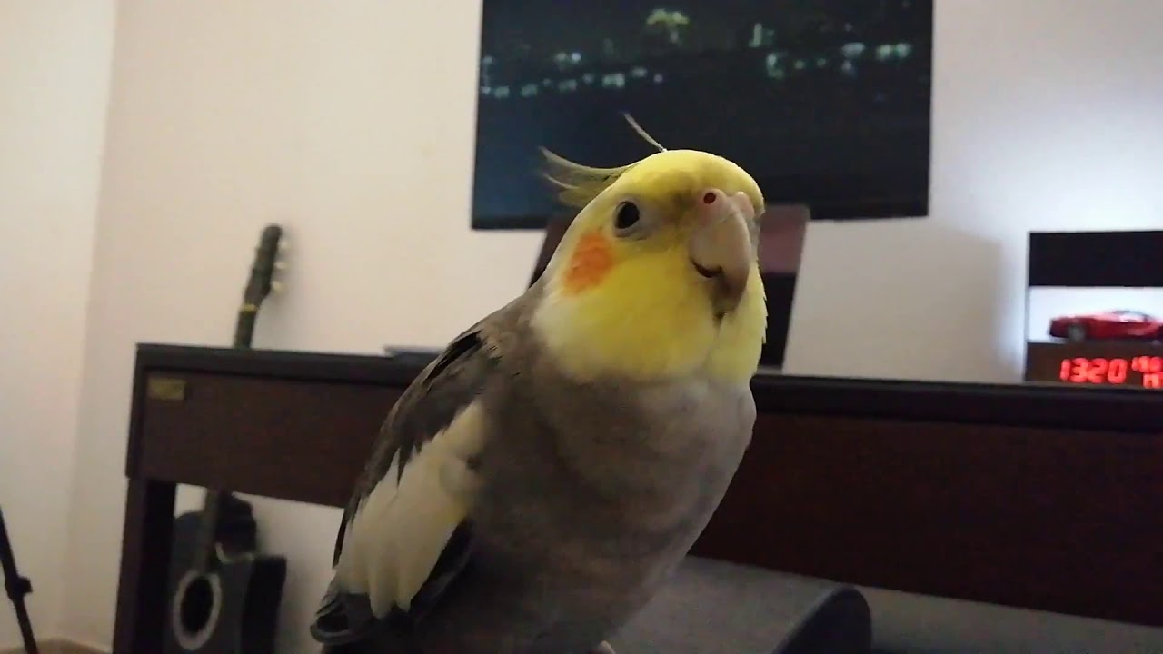 Cockatiel rapping on Apna Time Aayega - YouTube