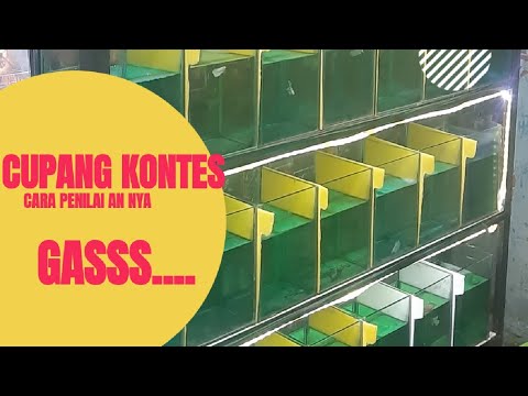 CUPANG KONTES SNI KELAS DASAR CIRI CIRINYA - YouTube