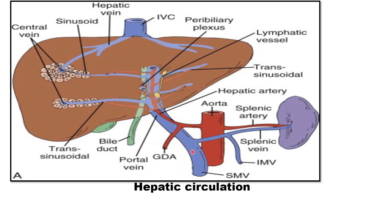 Physiology of liver (Metabolic functions of liver) Presented BY DR ...