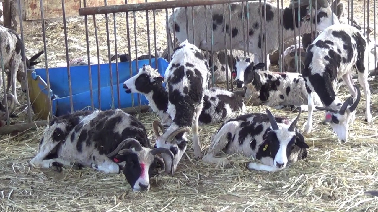 Jacob's Sheep - A History - YouTube