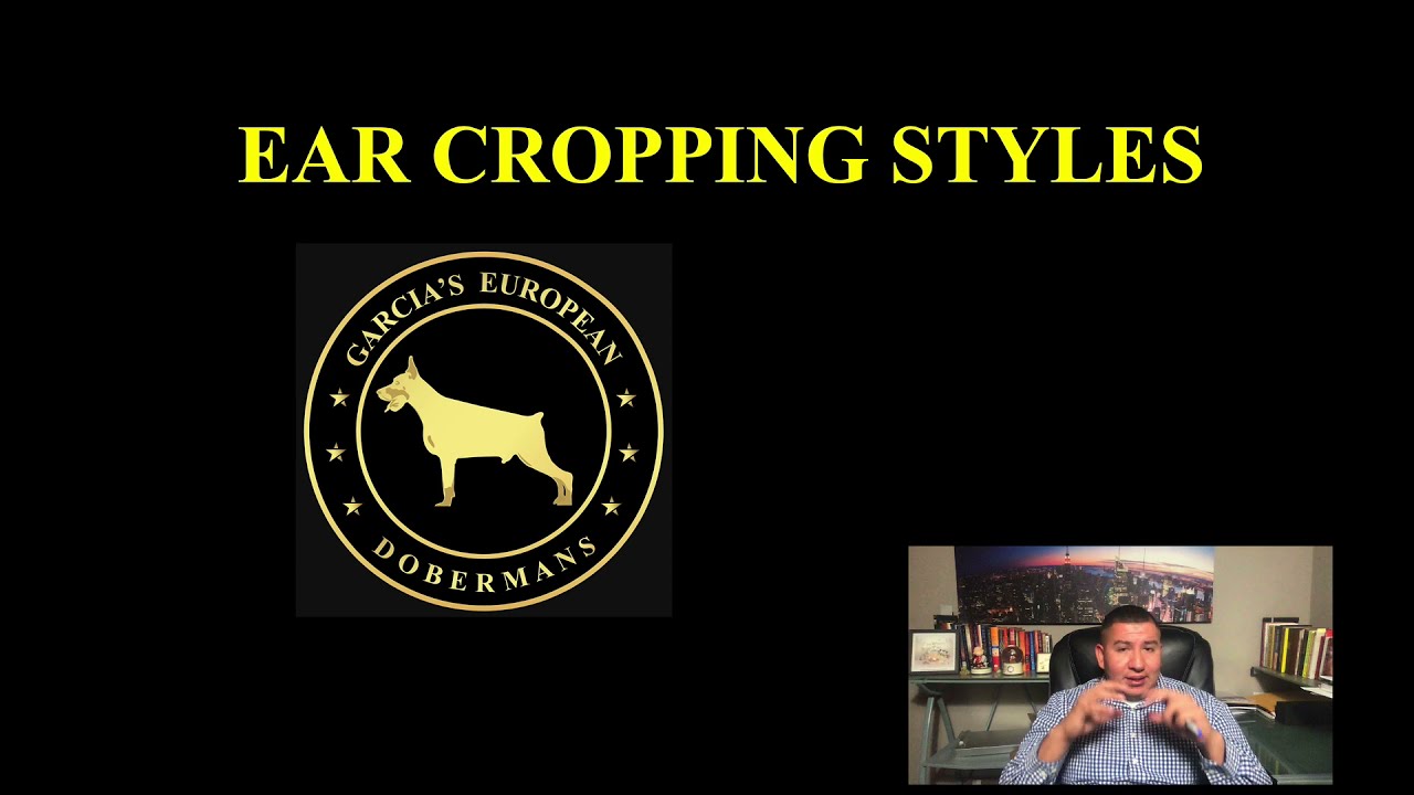 Ear Cropping Styles For European Dobermans - YouTube