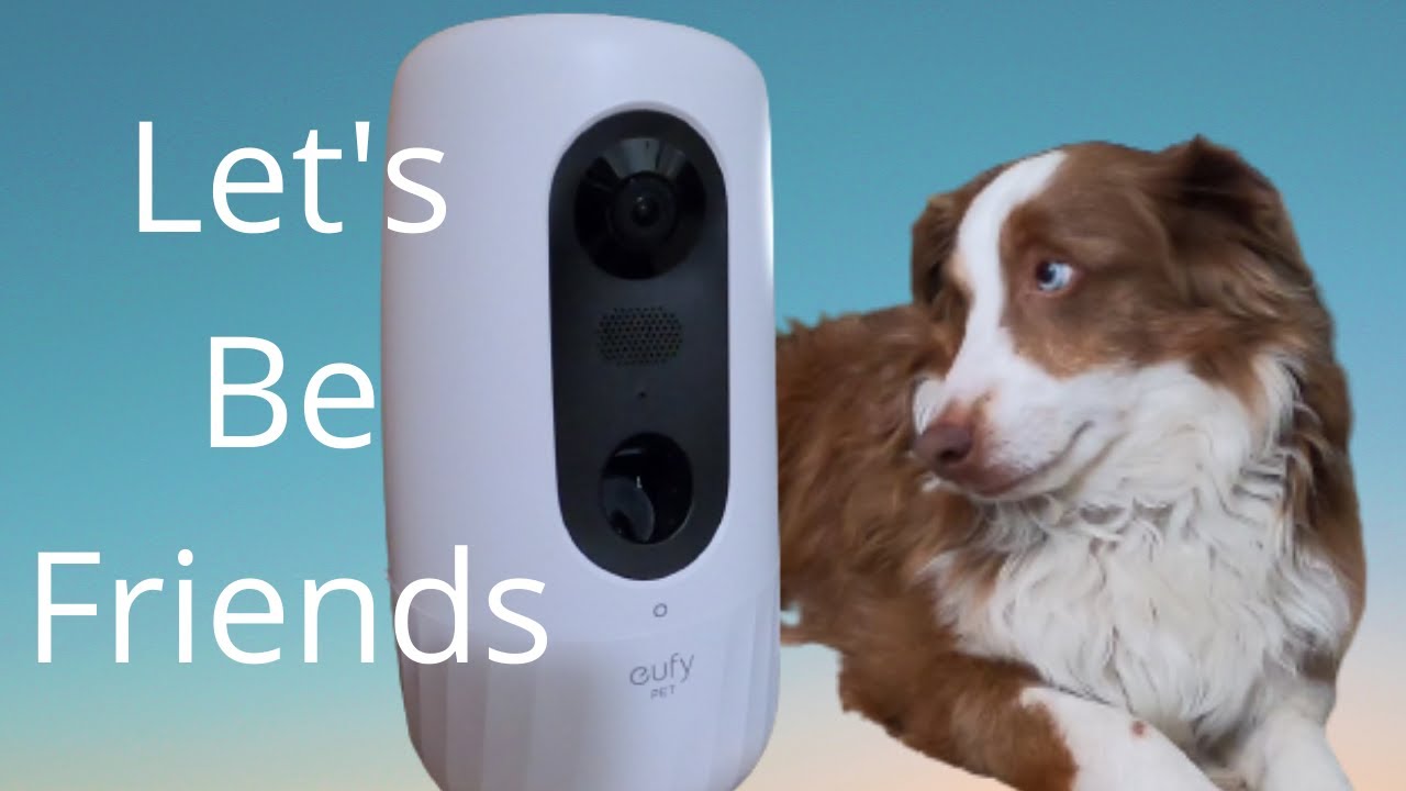 How to Introduce Your Dog to a Pet Camera in 5 Easy Steps - YouTube