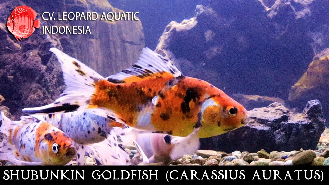 Shubunkin Goldfish. The CALICO goldfish only for you! (Leopard Aquatic ...