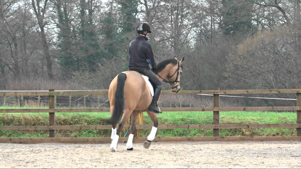 Alison Short @alisondressage works with Jake and his young horse Rufus ...