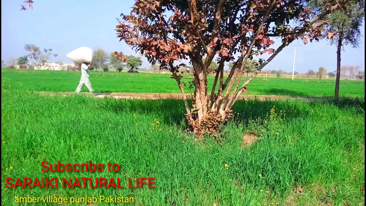 Tour of Village 😍 PIND life💝 punjab Pakistan - YouTube