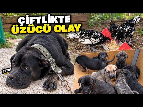 😔 Malesef Zeyna İki Tavuğumuzu Yavrularına Götürmüş… Çiftlikte Zor Bir Gün  😤 