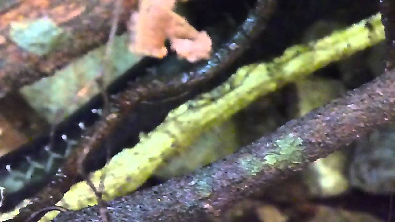 Chironius grandisquamis (Shiny whipsnake - tamagaz negro, serpiente de ...