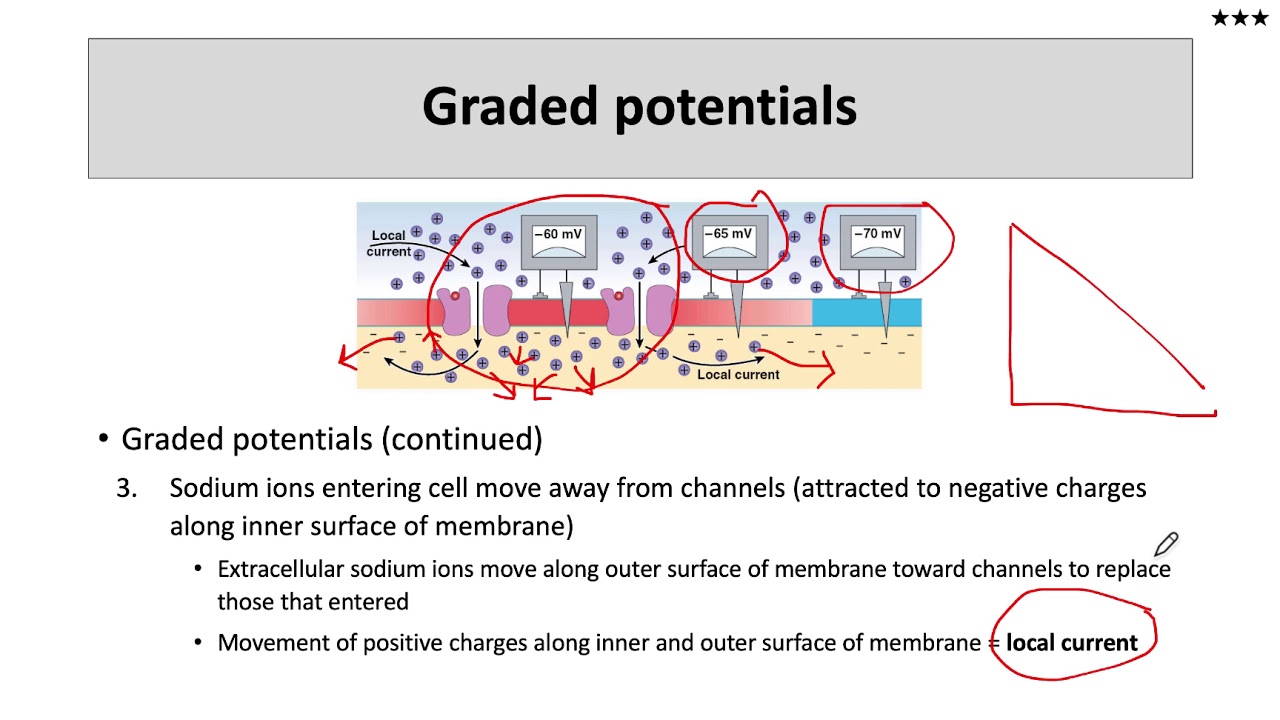 Graded Potentials YouTube