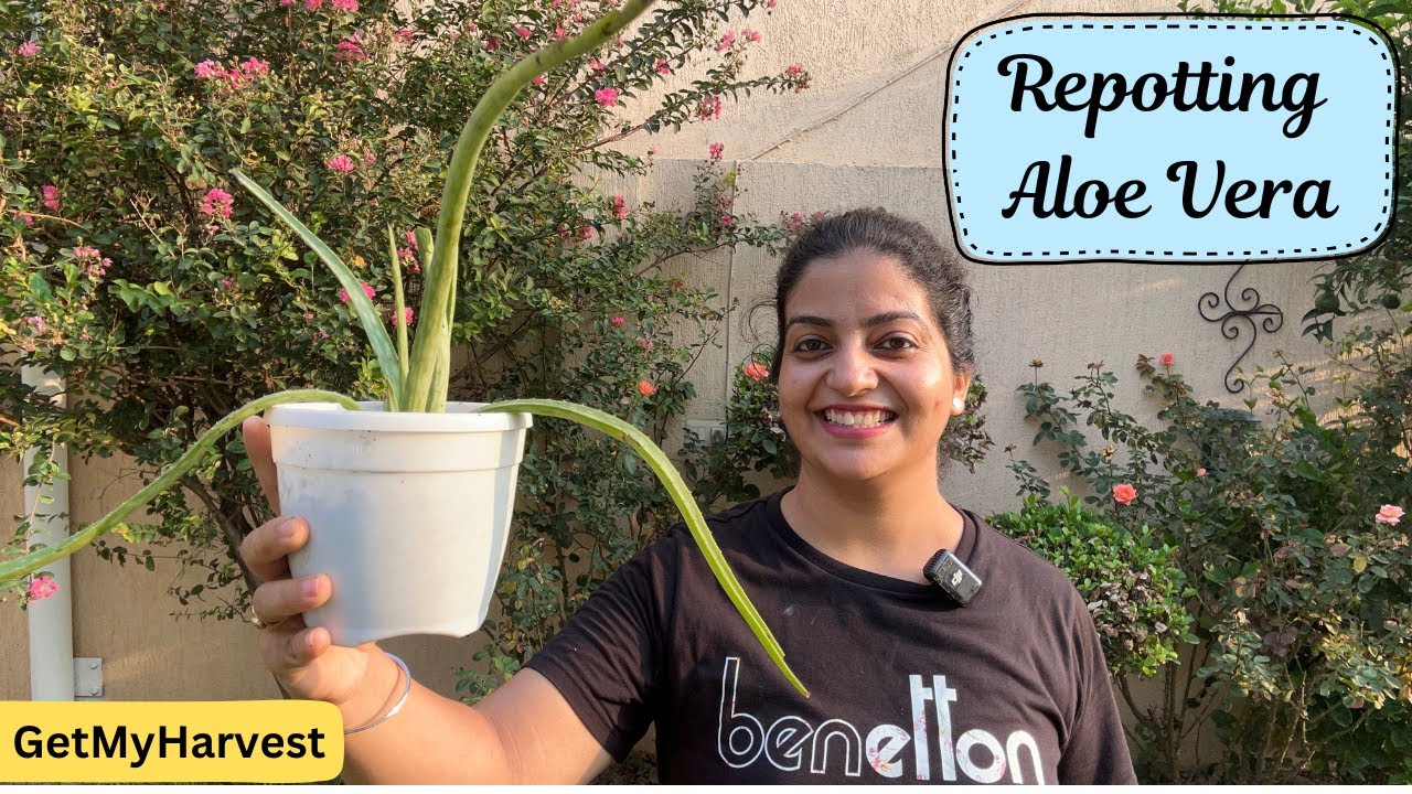 Aloe Vera Pups Repotting & Care #gardening - YouTube