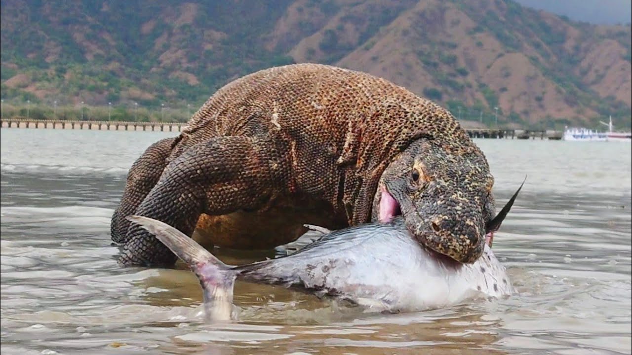 Incredible | Komodo Dragon Catch & swallow a big fish (tuna) from the ...