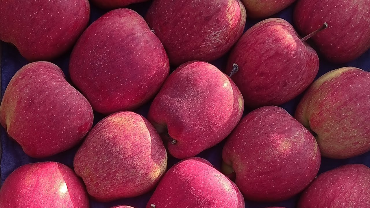 kashmiri apple rate today in delhi | delhi apple market | delhi apple ...