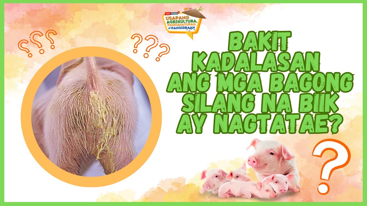 Bakit Kadalasan ang mga Bagong Silang na Biik ay Nagtatae? - YouTube